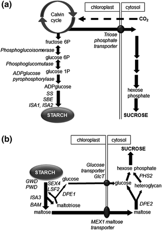 Sucrose and Starch Metabolism | SpringerLink