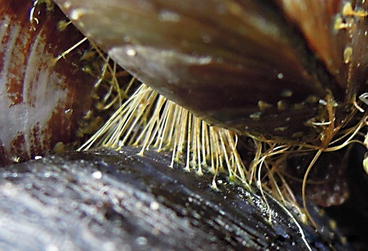Mussel Byssus Fibers | SpringerLink