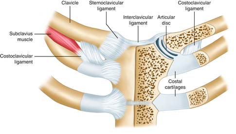 Sternoclavicular Joint Anatomy and Pathology | SpringerLink