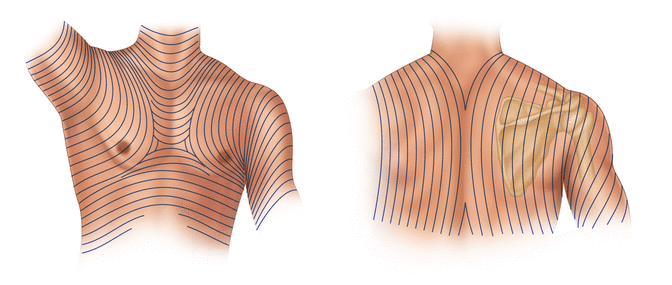 Surface and Cutaneous Anatomy of the Shoulder | SpringerLink