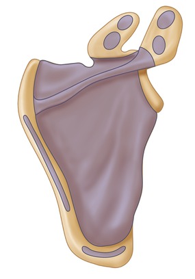 Coracoid Process | SpringerLink