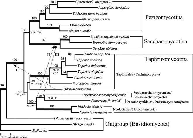 1 Saccharomycotina and Taphrinomycotina: The Yeasts and Yeastlike Fungi ...