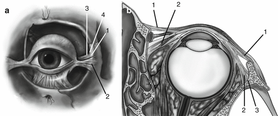 Clinical Anatomy of the Orbit and Periorbital Area | SpringerLink