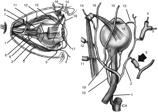 Clinical Anatomy of the Orbit and Periorbital Area | SpringerLink