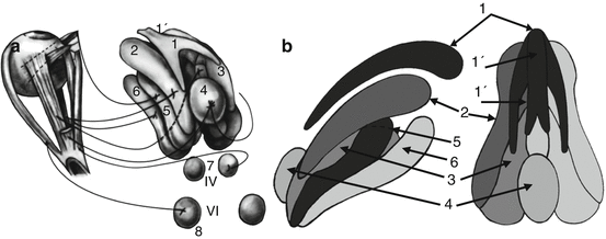 Clinical Anatomy of the Orbit and Periorbital Area | SpringerLink