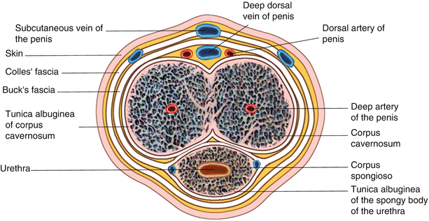 Male Genital Aesthetic Surgery | SpringerLink