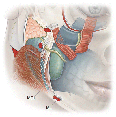 The Aging Face | SpringerLink