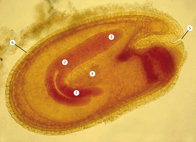 Samen und Frucht | SpringerLink