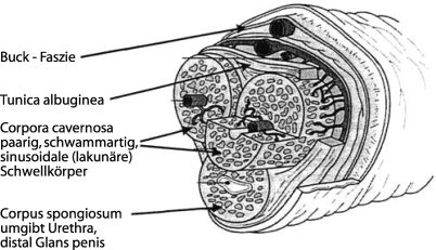 Skrotal- und Penisgefäße | SpringerLink