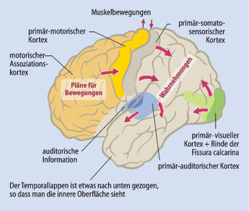 Biofeedback und Neurofeedback | SpringerLink