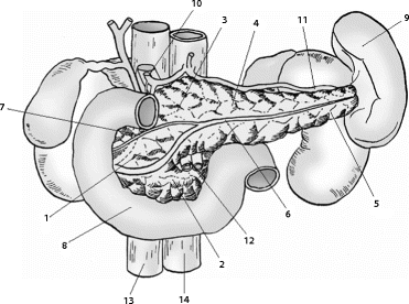 Pankreas | SpringerLink
