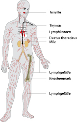 Organe des Immunsystems | SpringerLink