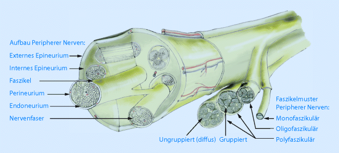 Geburtsassoziierte Plexusparese | SpringerLink