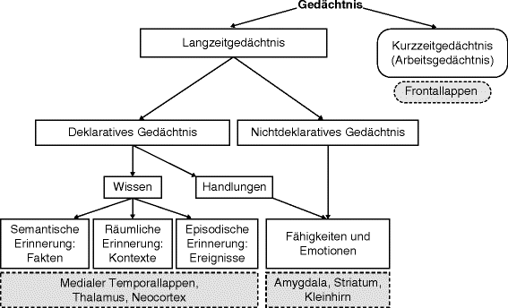 Lernen und Gedächtnis | SpringerLink