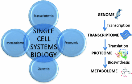 Single-Cell Metabolomics | SpringerLink