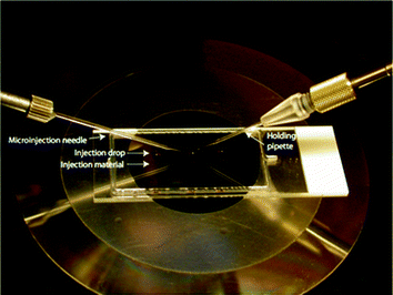 Microinjection for Single-Cell Analysis | SpringerLink