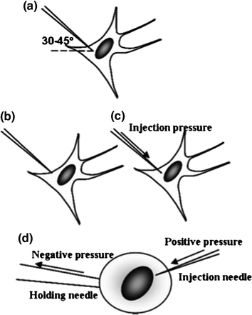 Microinjection for Single-Cell Analysis | SpringerLink