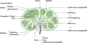Lymphsystem und lymphatische Erkrankungen | SpringerLink