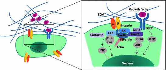 Molecular Targeting of Integrins and Integrin-Associated Signaling ...