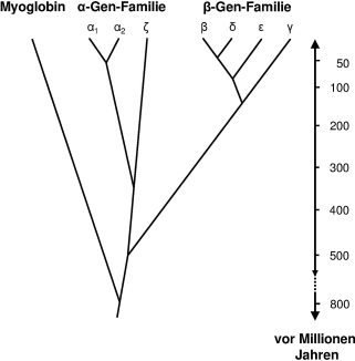 Molekulare Evolutionsuhr | SpringerLink
