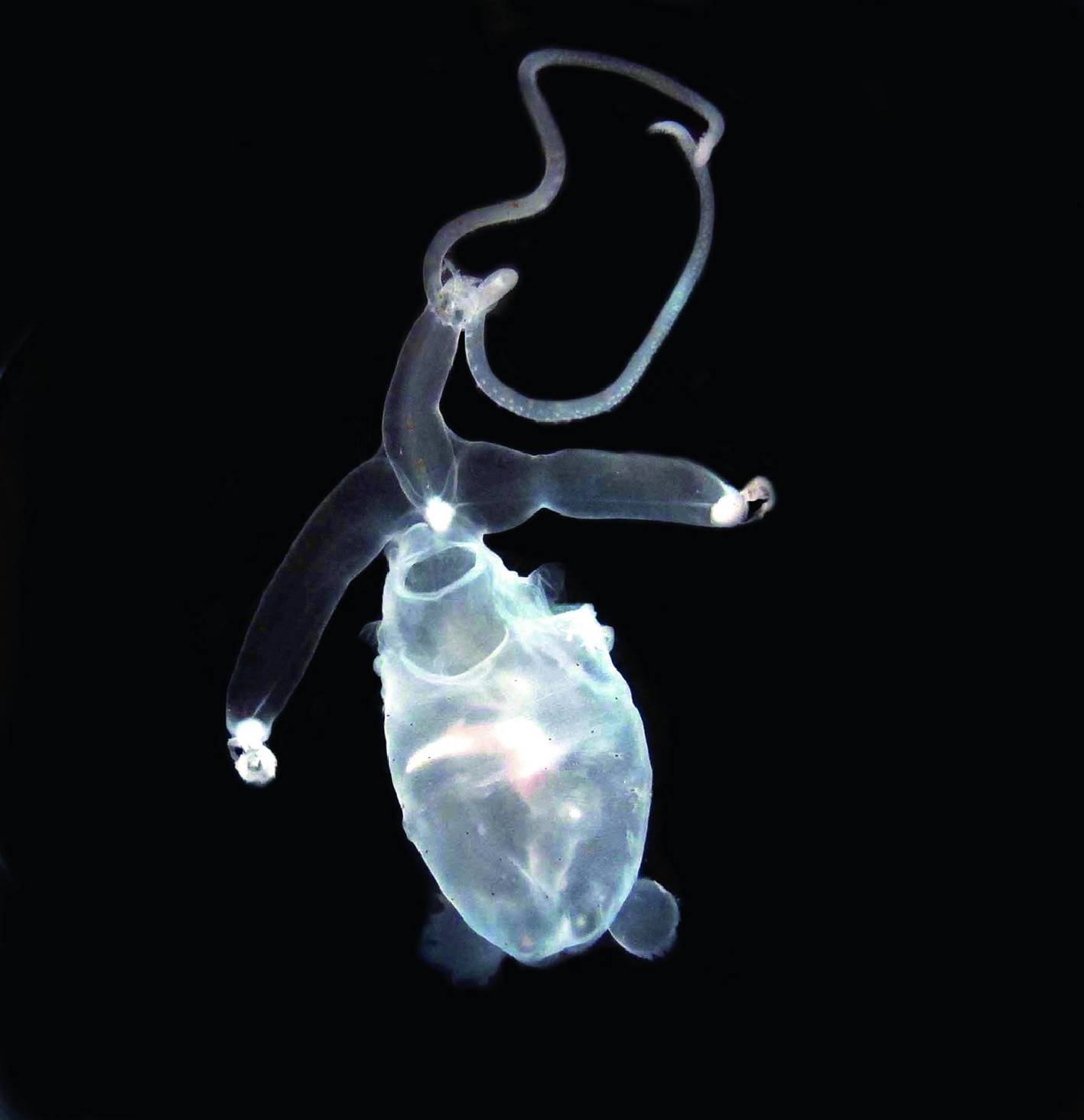 Mikroplastikmüll im Meer | SpringerLink