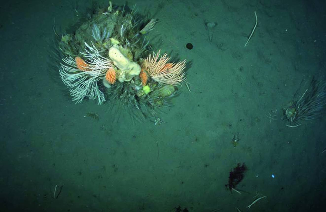 Leben am Meeresboden | SpringerLink