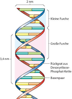 Genetik | SpringerLink