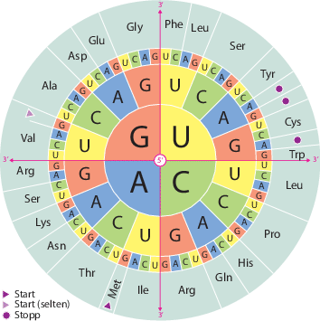 Genetik | SpringerLink