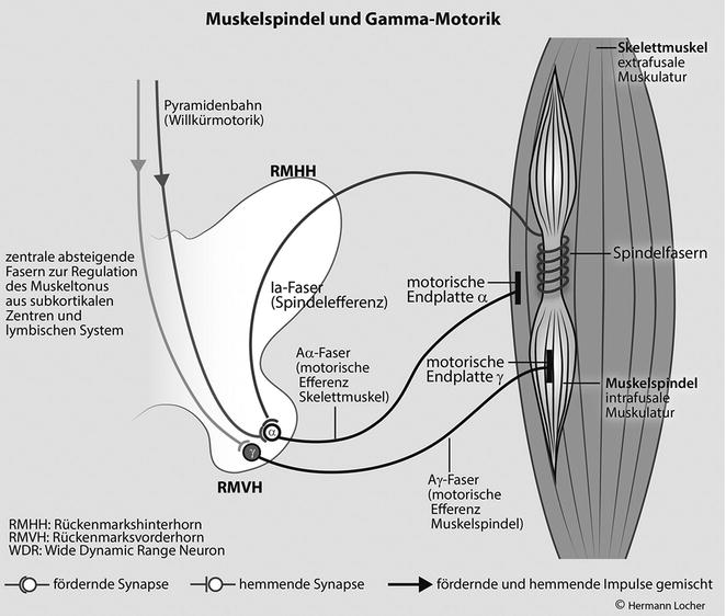 Pathophysiologie der Funktionsstörung | SpringerLink