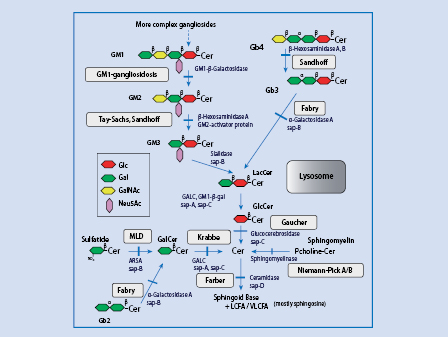 Disorders of Sphingolipid Synthesis, Sphingolipidoses, Niemann-Pick ...