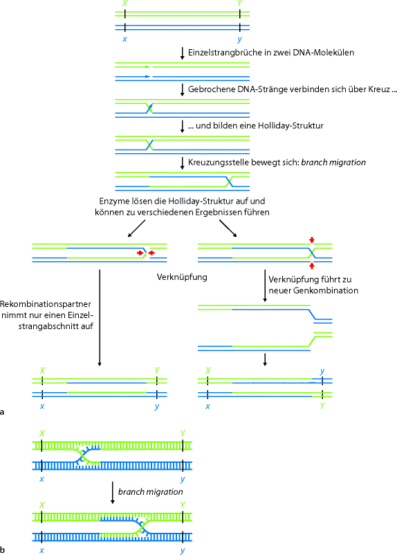 Rekombination und Variabilität | SpringerLink