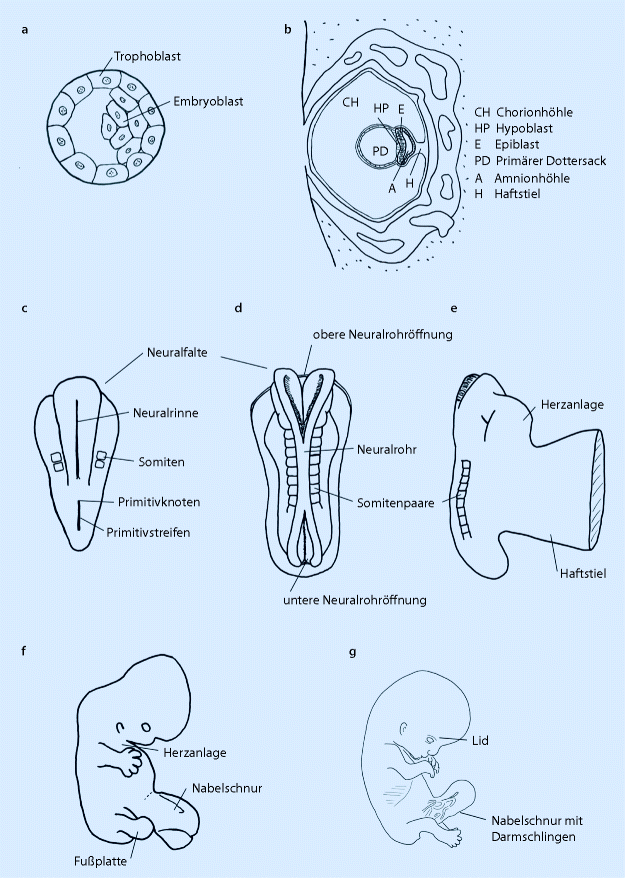 Embryonale Entwicklung | SpringerLink