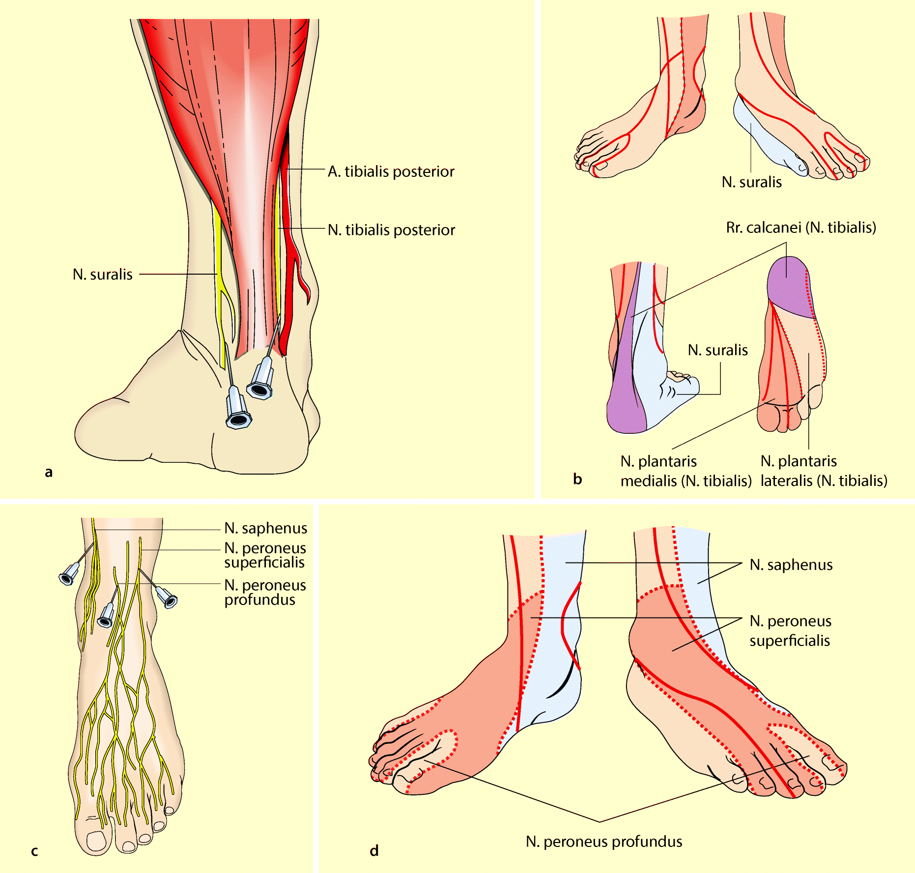 Regionale Nervenblockaden | SpringerLink