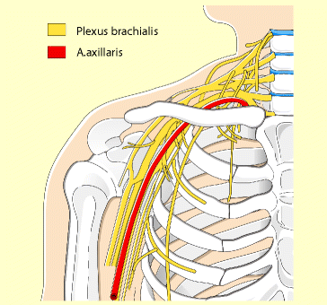 Regionale Nervenblockaden | SpringerLink