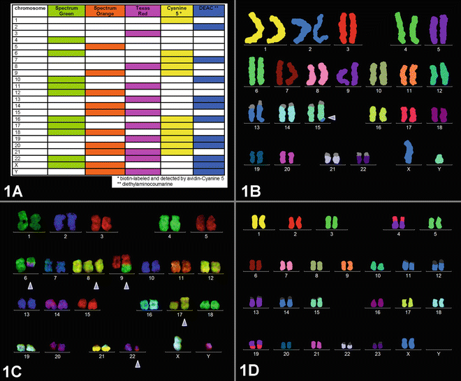 Multiplex FISH and Spectral Karyotyping | SpringerLink