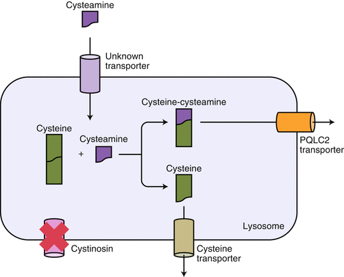 Cystinosis | SpringerLink