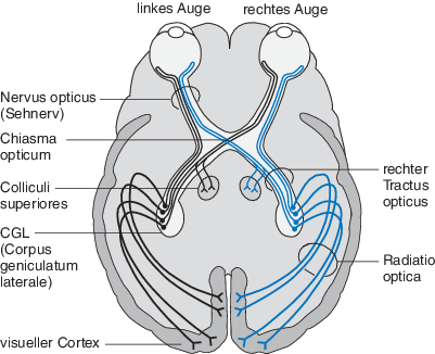 Neurowissenschaft und Verhalten – biologisch-physiologische Grundlagen ...