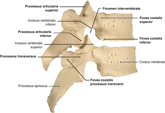 Surgical Anatomy of the Chest Wall | SpringerLink