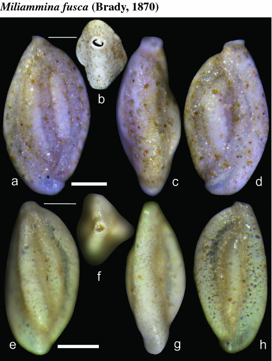 Order Miliolida Delage et Hérouard, 1896 | SpringerLink