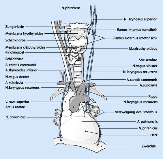 Grundlagen der Stimmfunktion | SpringerLink
