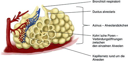 Anatomie und Physiologie der Atmung | SpringerLink