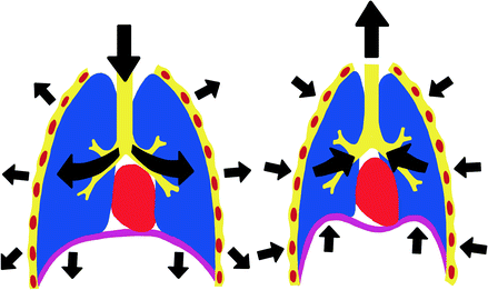 Anatomie und Physiologie der Atmung | SpringerLink