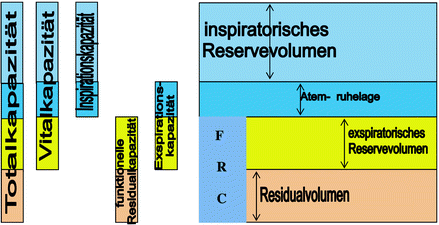 Anatomie und Physiologie der Atmung | SpringerLink