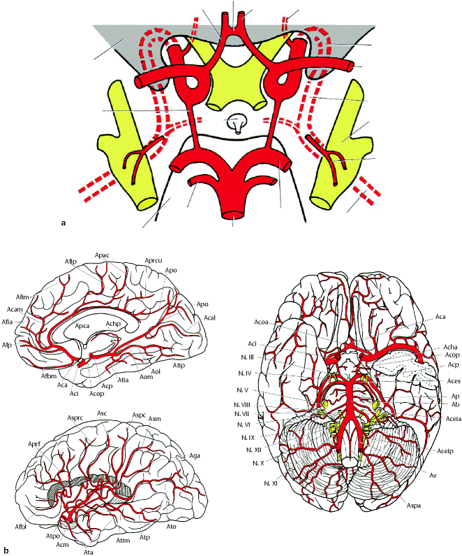 Anatomie und Physiologie der Atmung | SpringerLink