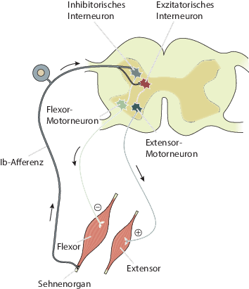 Neuronale Kontrolle der Bewegung | SpringerLink