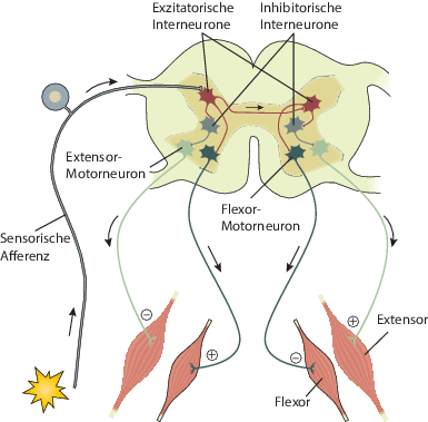 Neuronale Kontrolle der Bewegung | SpringerLink