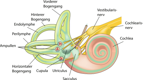 Hören und Gleichgewicht | SpringerLink