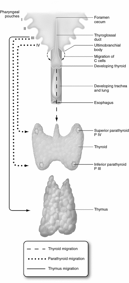 Parathyroid Gland Embryology, Anatomy and Physiology | SpringerLink