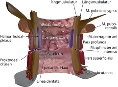 Anatomie und Physiologie der Anorektalregion | SpringerLink