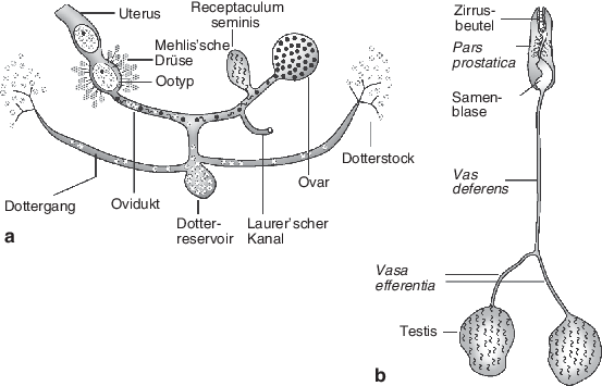 Parasitische Würmer (Helminthen) und Myxozoa | SpringerLink